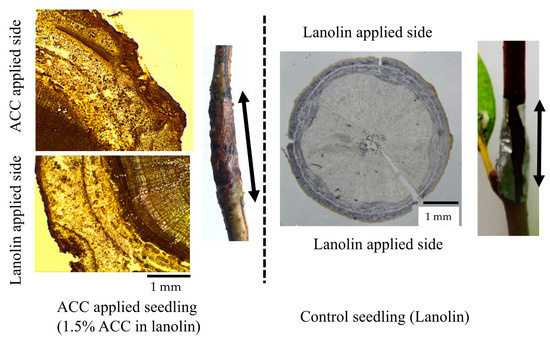 Distribution of Plant Hormones and Their Precursors in Cambial Region ...