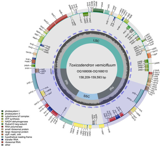 Comparative Chloroplast Genome Analysis of Chinese Lacquer Tree ...