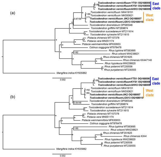 Comparative Chloroplast Genome Analysis of Chinese Lacquer Tree ...