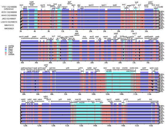 Comparative Chloroplast Genome Analysis of Chinese Lacquer Tree ...