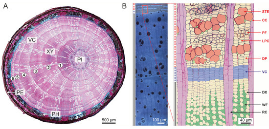 Vascular Cambium—Between the Hammer and the Anvil: A Tensile Stress ...