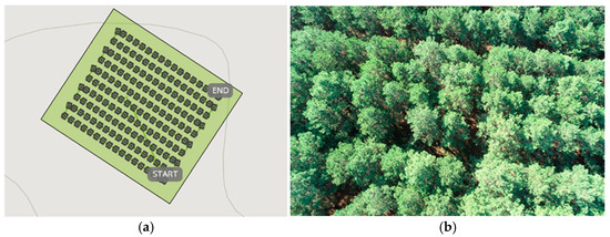 Tree Recognition and Crown Width Extraction Based on Novel Faster-RCNN ...