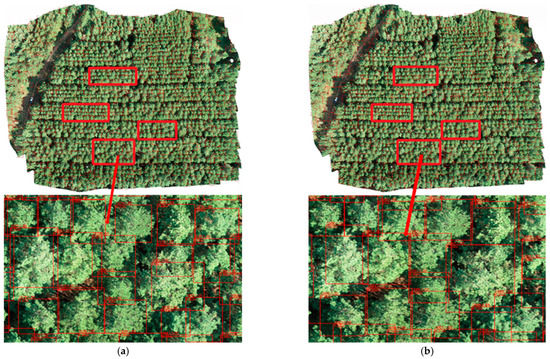 Tree Recognition and Crown Width Extraction Based on Novel Faster-RCNN ...