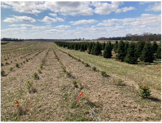 Developing Integrated Strategies to Address Emerging Weed Management ...