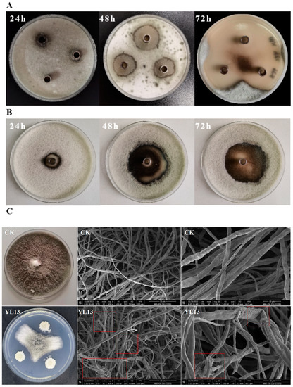 Forests | Free Full-Text | Antagonistic Activity and Potential ...