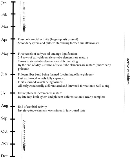 Seasonal Cambial Activity and Formation of Secondary Phloem and Xylem ...