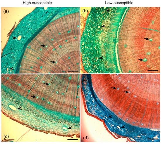 Forests | Free Full-Text | Resin Canal Traits Variation in Pinus spp ...