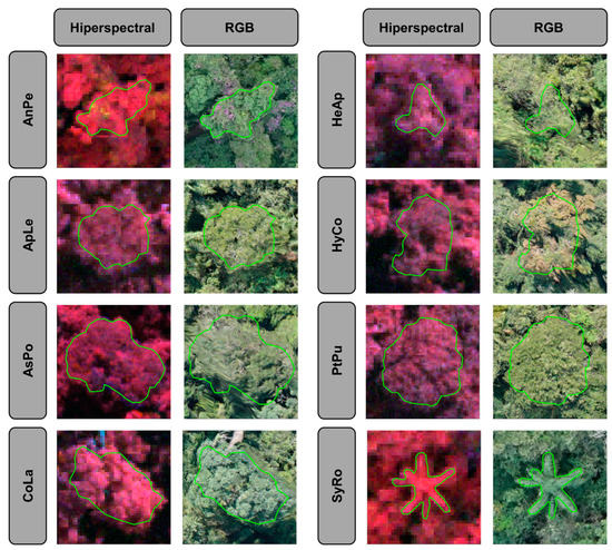 Tree Species Classification in a Complex Brazilian Tropical Forest ...