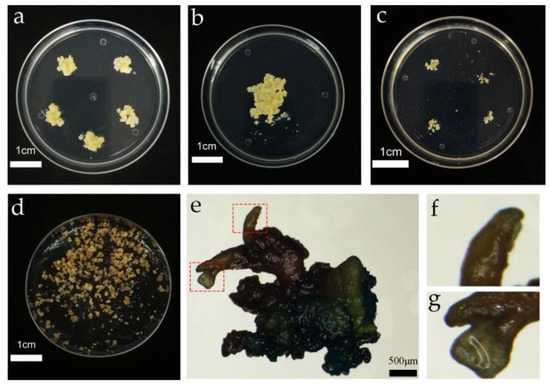 A Stable and Efficient Genetic Transformation Method for Embryogenic ...