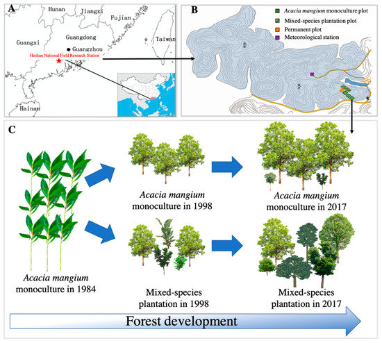 Mixed-Species Acacia Plantation Decreases Soil Organic Carbon and Total Nitrogen Concentrations ...