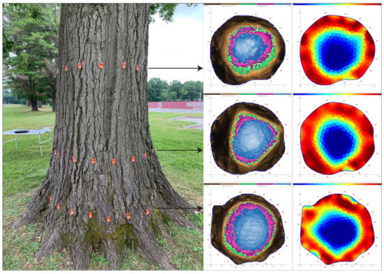 Internal Decay in Landscape Oaks (Quercus spp.): Incidence, Severity ...