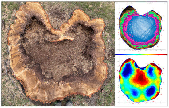 Internal Decay in Landscape Oaks (Quercus spp.): Incidence, Severity ...