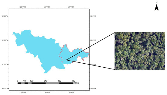 An Individual Tree Segmentation Method That Combines LiDAR Data and ...