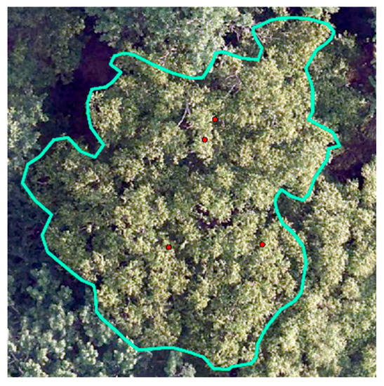 An Individual Tree Segmentation Method That Combines Lidar Data And Spectral Imagery