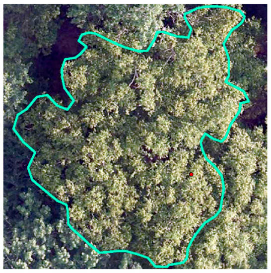 An Individual Tree Segmentation Method That Combines LiDAR Data and ...