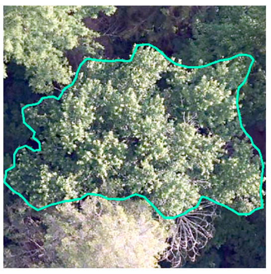 An Individual Tree Segmentation Method That Combines LiDAR Data and ...