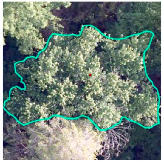 An Individual Tree Segmentation Method That Combines LiDAR Data and Spectral Imagery