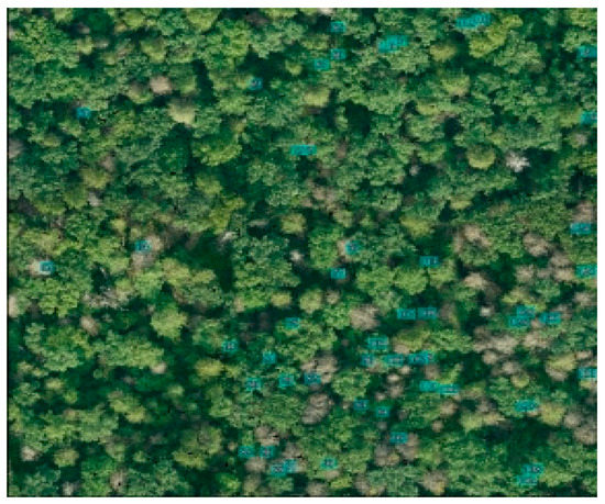 An Individual Tree Segmentation Method That Combines LiDAR Data and ...