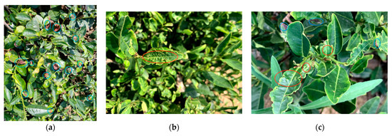 Integrated Learning-Based Pest and Disease Detection Method for Tea Leaves