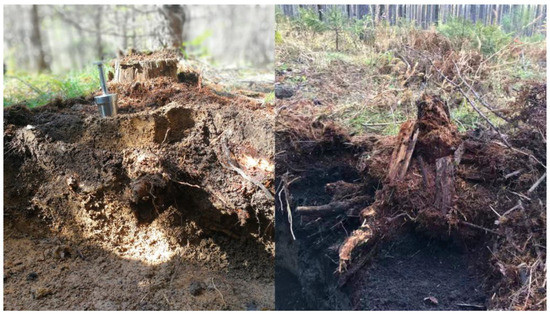 Exploring the Role of Stumps in Soil Ecology: A Study of Microsite ...