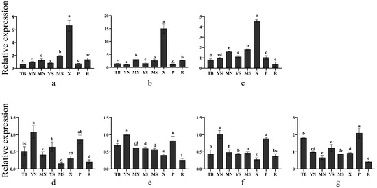 Identification, Classification and Expression Analysis of the CesA Gene ...