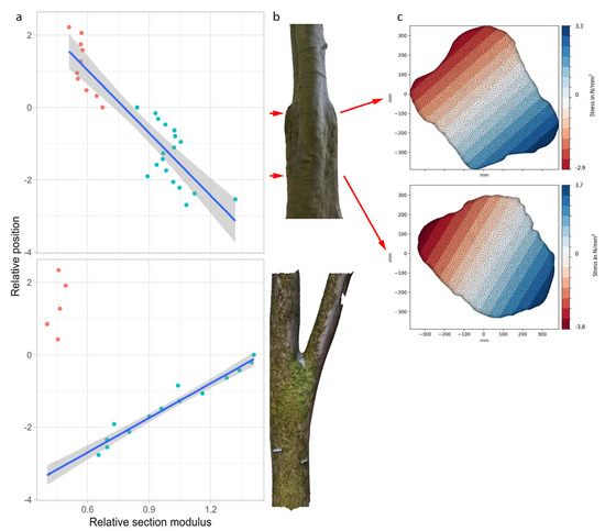 Trees Adjust the Shape of Branch Unions to Increase Their Load-Bearing ...