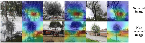 Tree Species Identification in Urban Environments Using TensorFlow Lite ...
