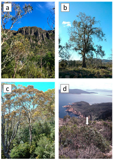 Evolutionary Processes Shaping Postglacial Gene Pools of High-Altitude ...