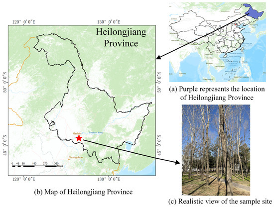 Automatic Extraction of Forest Inventory Variables at the Tree Level by ...