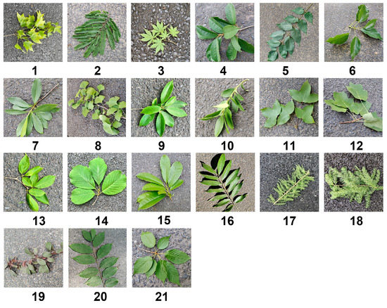 Leaves and Twigs Image Recognition Based on Deep Learning and Combined Classifier Algorithms