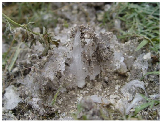 Using Microorganismal Consortium and Bioactive Substances to Treat ...