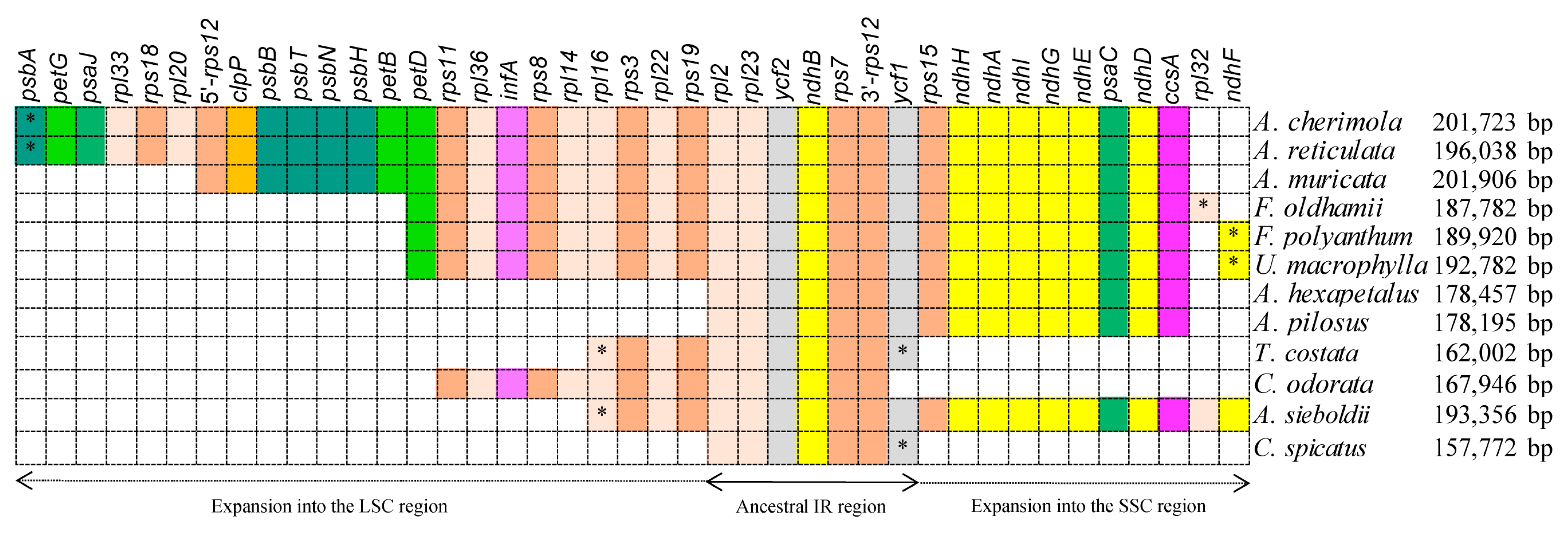 Structural Characterization of Trivalvaria costata Chloroplast Genome ...