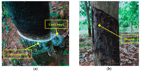 Forests | Free Full-Text | Automatically Extracting Rubber Tree Stem Shape from Point Cloud Data ...