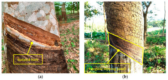 Forests | Free Full-Text | Automatically Extracting Rubber Tree Stem Shape from Point Cloud Data ...