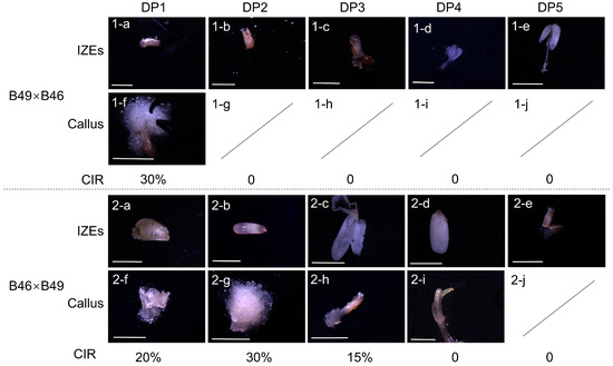 Establishment of PEG-Mediated Transient Gene Expression in Protoplasts ...