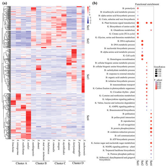 Pan-Transcriptome Analysis of Willow Species from Diverse Geographic ...