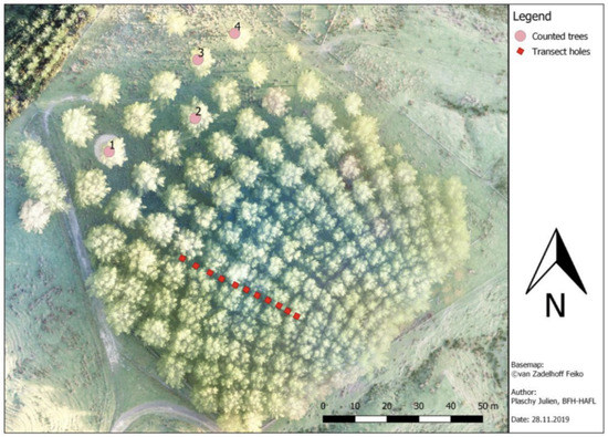 Forests | Free Full-Text | Analysis of Poplar’s (Populus nigra ita ...