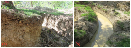 Forests | Free Full-Text | Analysis of Poplar’s (Populus nigra ita ...