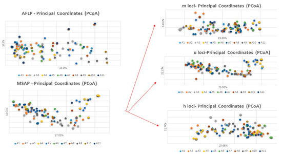 Studying the Genetic and the Epigenetic Diversity of the Endangered Species Juniperus drupacea ...