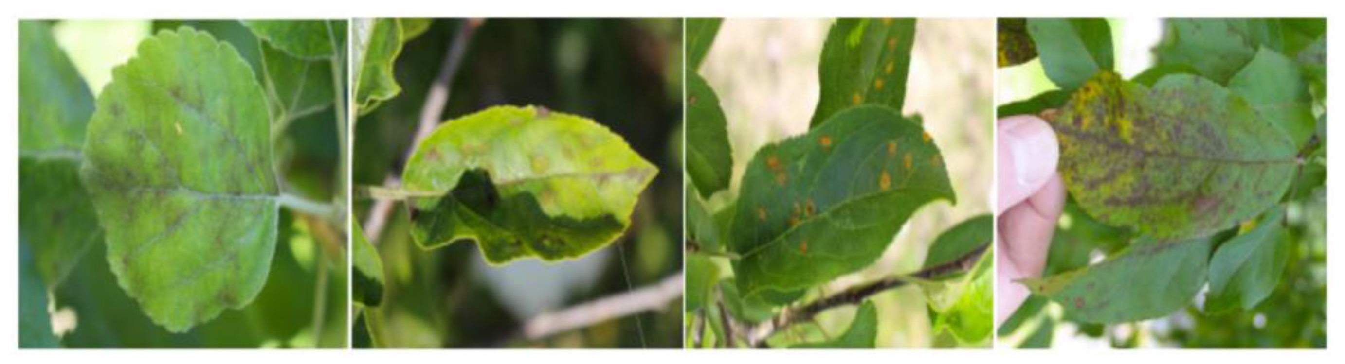 The Evaluation of the Grade of Leaf Disease in Apple Trees Based on PCA ...