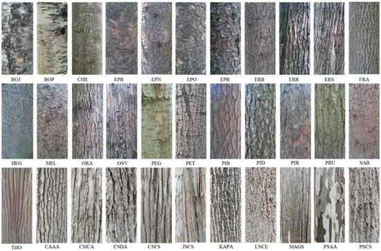 Improvement and Assessment of Convolutional Neural Network for Tree Species Identification Based ...