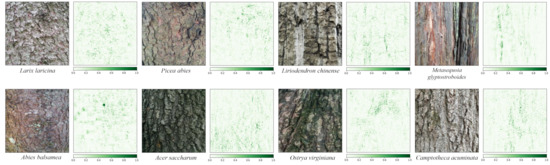 Improvement and Assessment of Convolutional Neural Network for Tree Species Identification Based ...