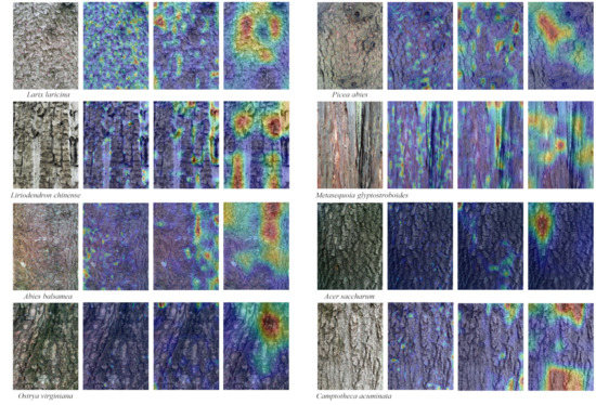 Improvement and Assessment of Convolutional Neural Network for Tree ...