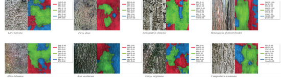 Improvement and Assessment of Convolutional Neural Network for Tree ...