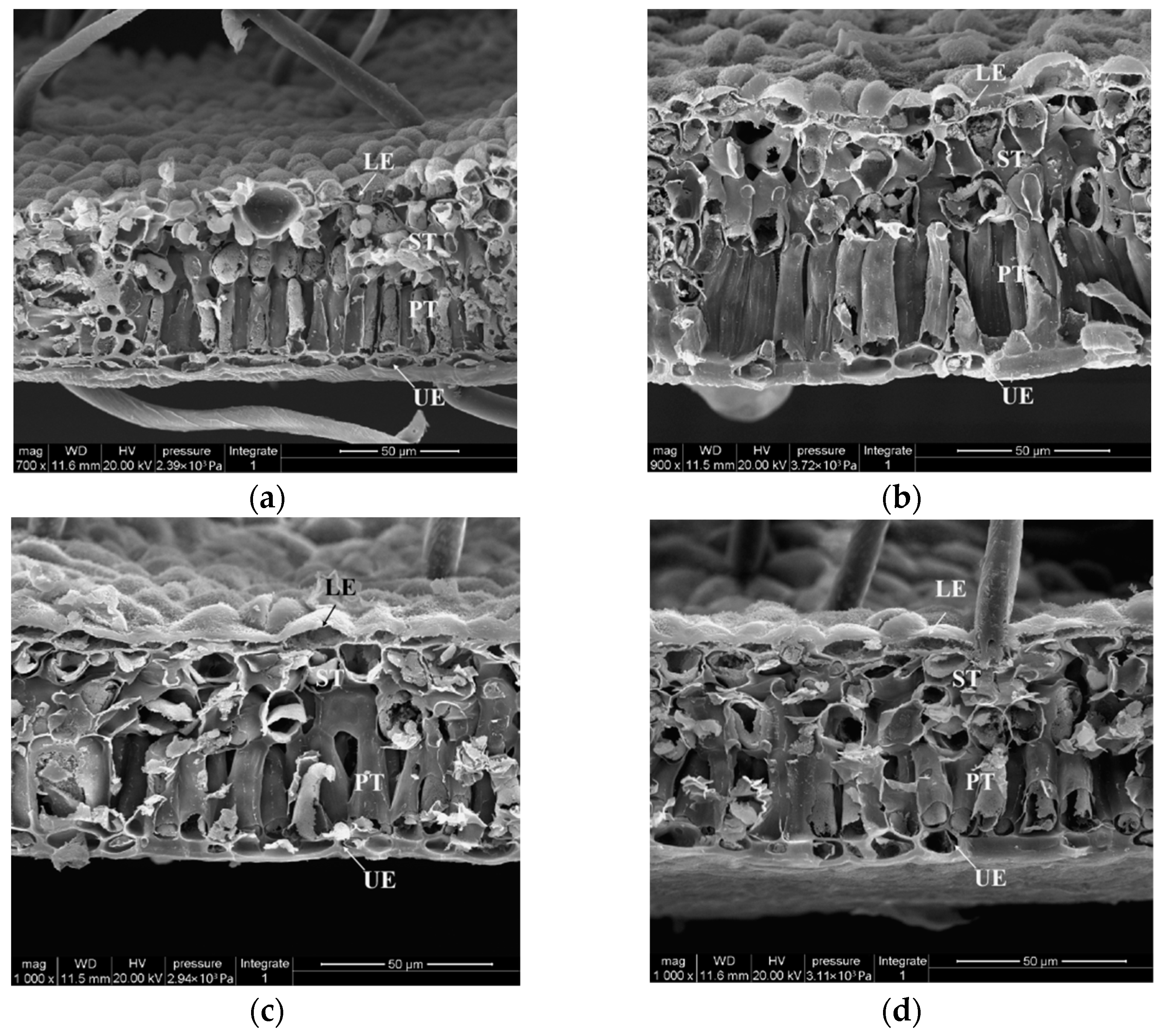 Effect of Waterlogging Stress on Leaf Anatomical Structure and ...