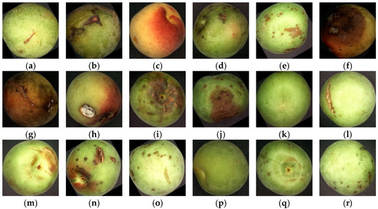Multiple Defect Classification Method for Green Plum Surfaces Based on ...
