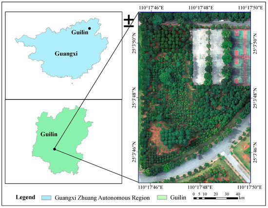 Study on Individual Tree Segmentation of Different Tree Species Using ...