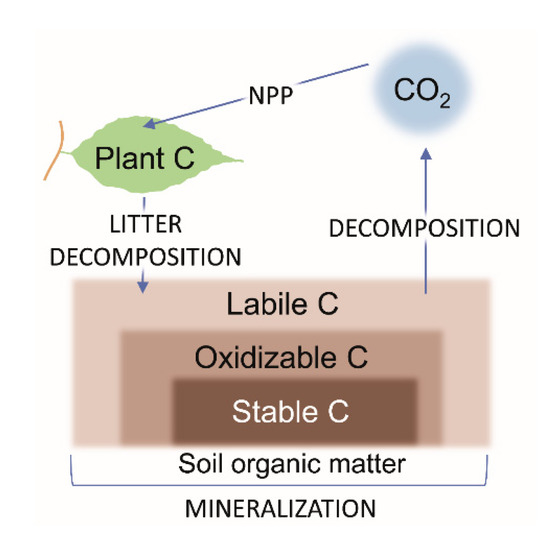 Labile and Stable Fractions of Organic Carbon in a Soil Catena (the Central Forest Nature ...