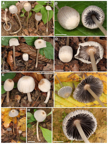 An Integrative Taxonomic Study of Parasola (Psathyrellaceae, Fungi ...