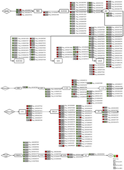 Transcriptome Analysis Reveals the Hormone Signalling Coexpression ...
